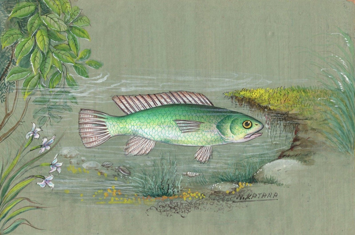 Indian Green Fish Painting Rare Handmade Aquatic Watercolor Miniature ...