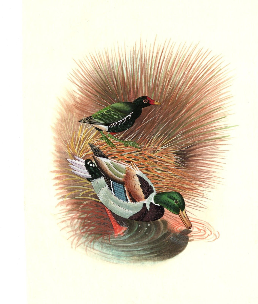 Indian Duck Miniature Painting Fine Hand Painted Watercolor Ethnic Bir ...