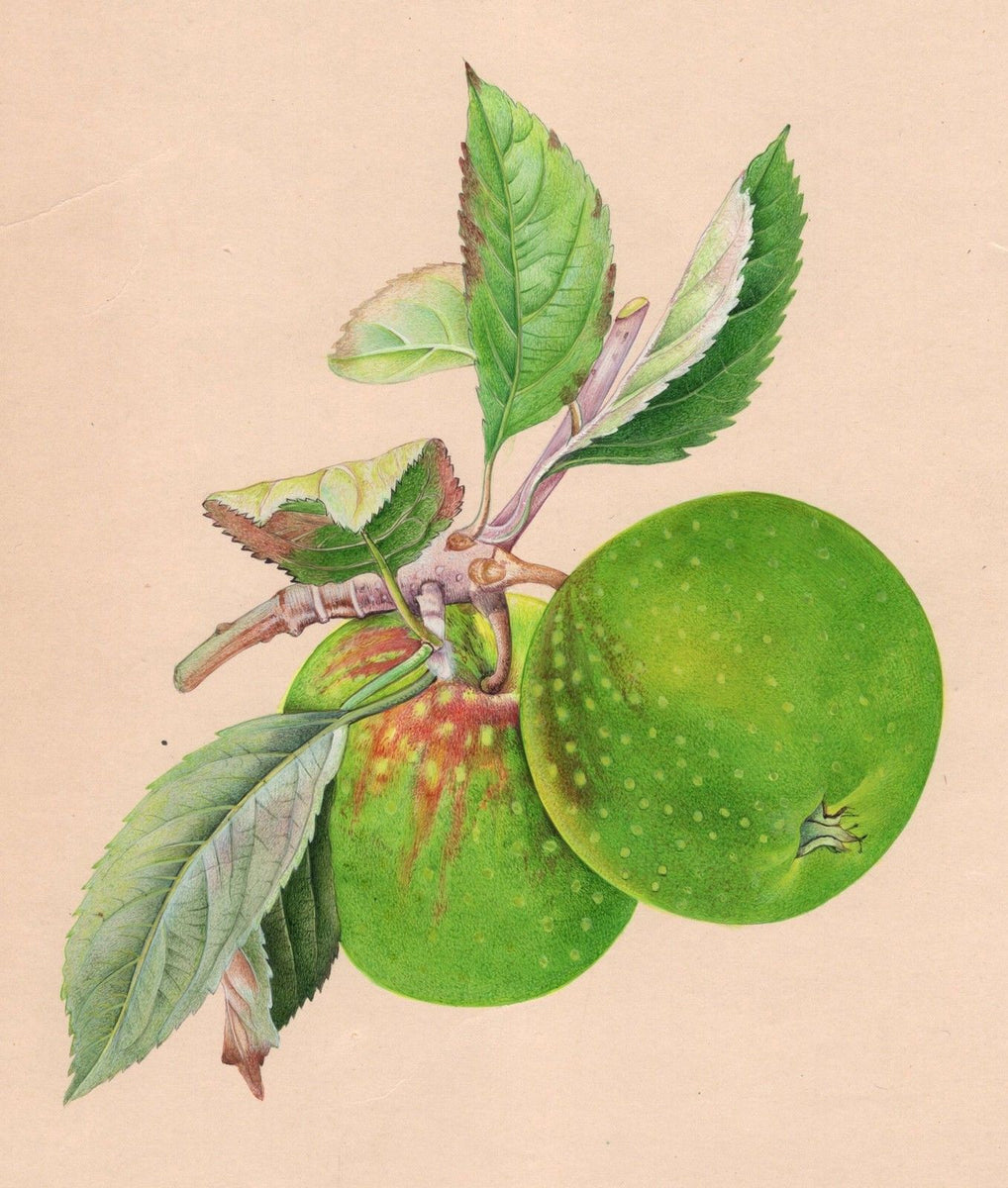 Indian Green Apple Fruit Art Handmade Wild Plant Nature Mogul Miniatur ...