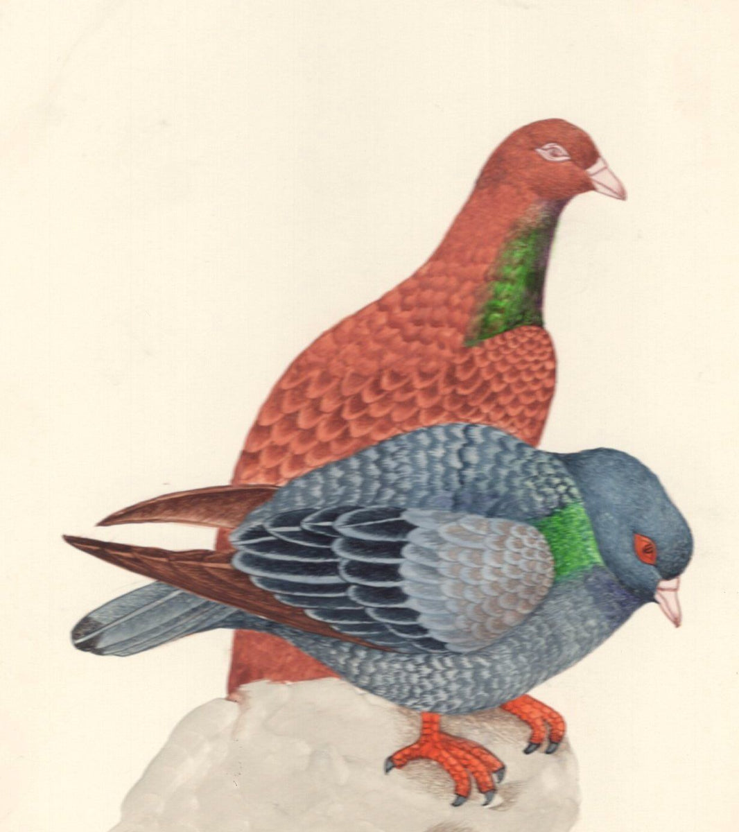 Indian Pigeon Bird of Paradise Art Handmade Miniature Watercolor Ornit ...