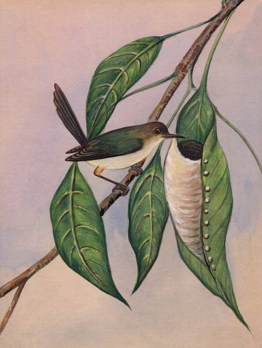 Indian Tailor Bird Miniature Painting Handmade Ethnic Ornithology Natu ...