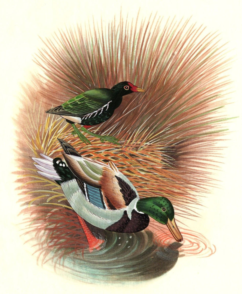 Indian Duck Miniature Painting Fine Hand Painted Watercolor Ethnic Bir ...